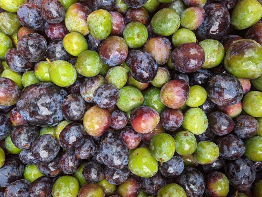 Davidson Plum Health Benefits – Naturally Native