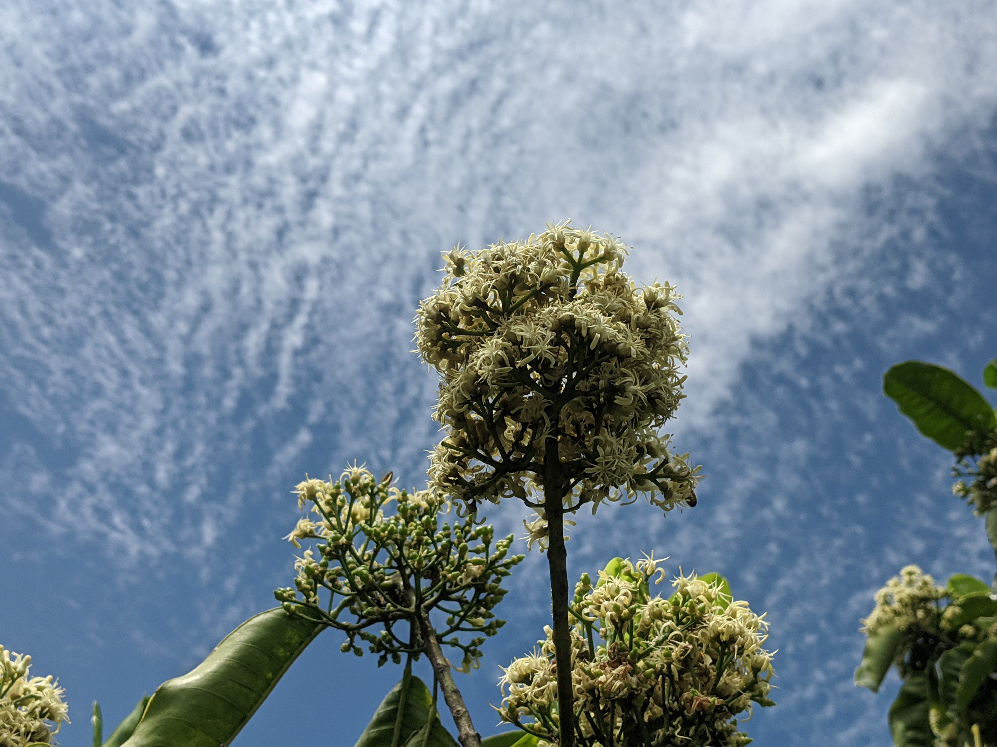 What is Lemon Aspen? By Naturally Native