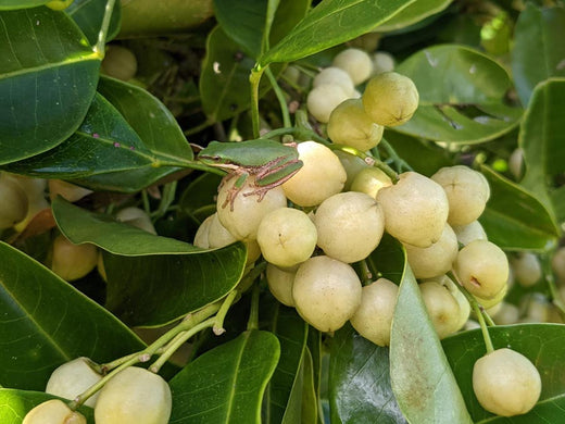 Unlocking the Health Benefits of Lemon Aspen – Naturally Native