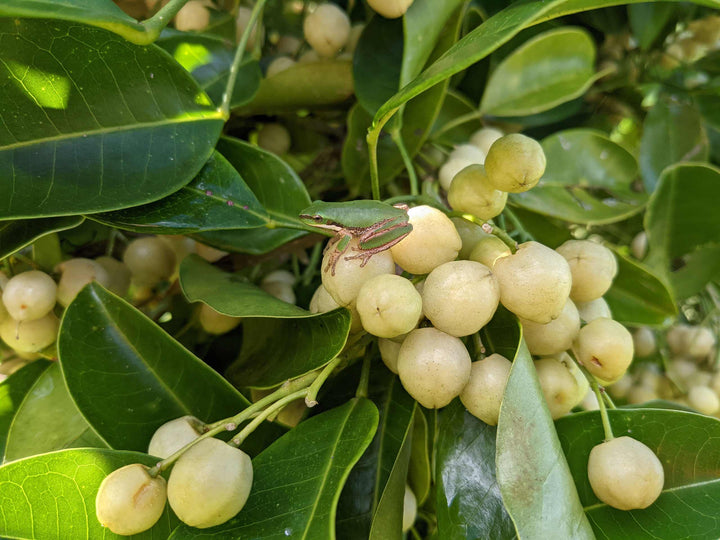 Naturally Native | Freeze-Dried Australian Native Fruits and Powders