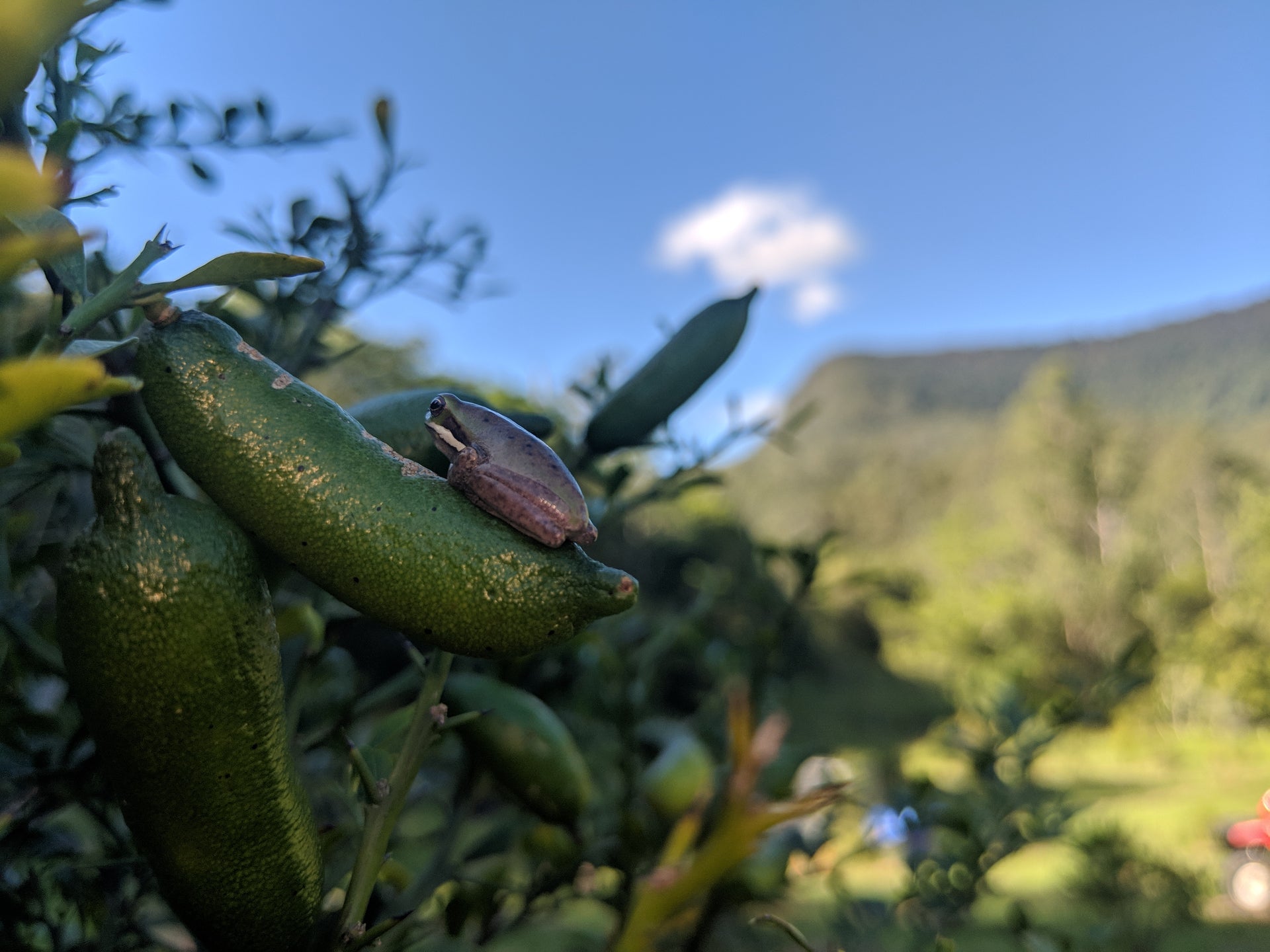 About Us - Naturally Native