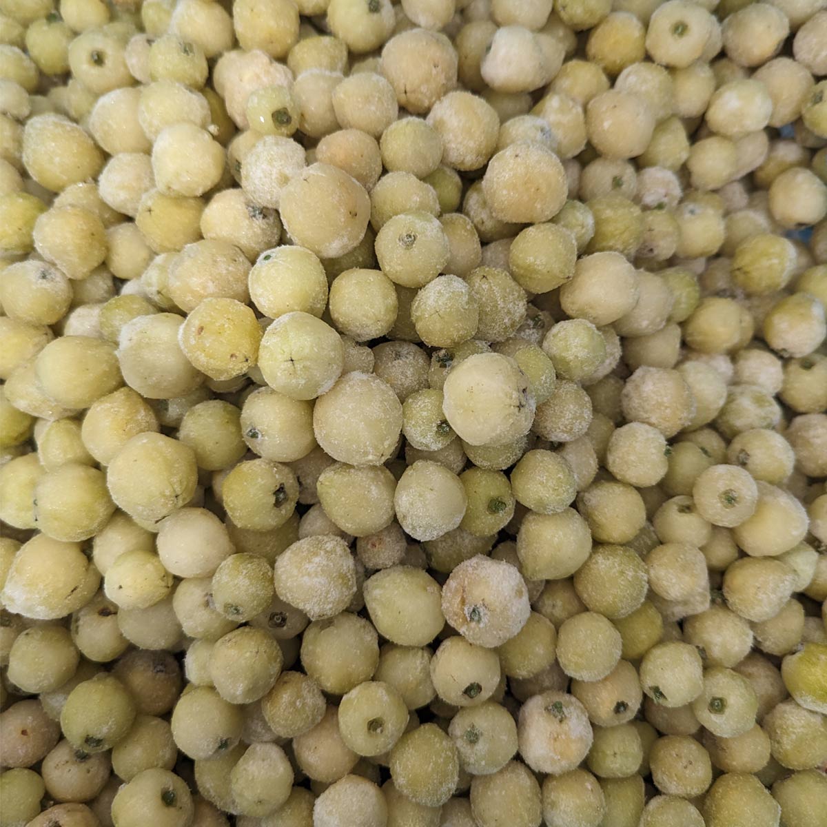 Lemon Aspen Fruit – Naturally Native