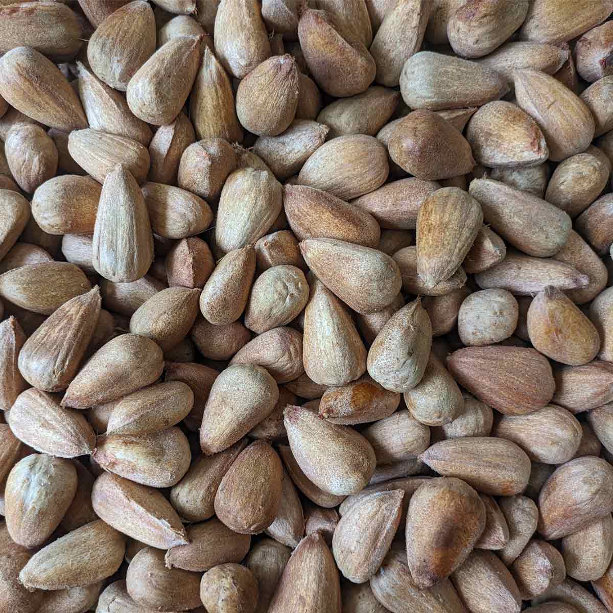 Bunya Nuts – Naturally Native