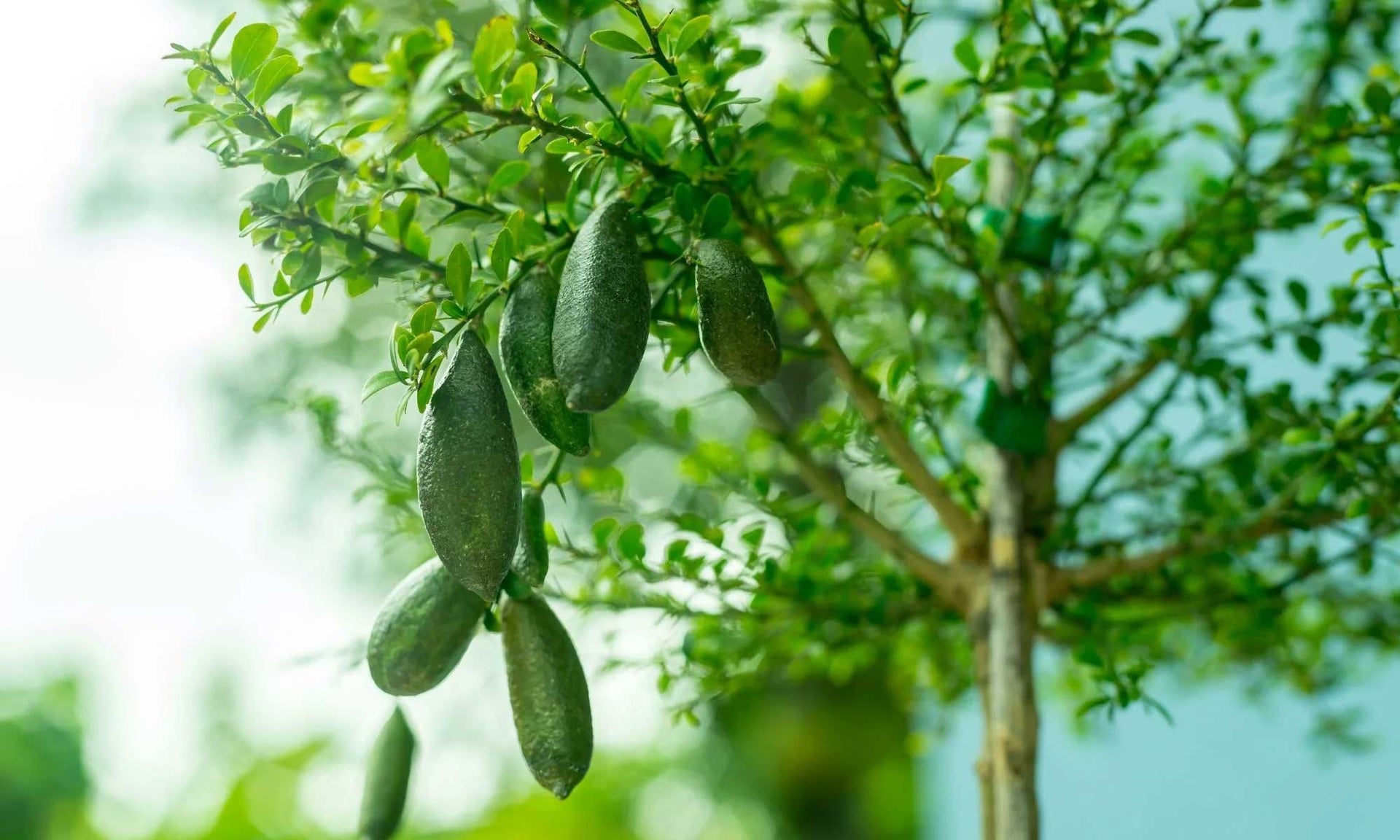 Naturally Native | Freeze-Dried Australian Native Fruits and Powders