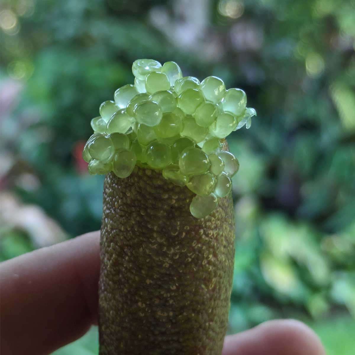 Fresh Finger Limes – Native Australian Bush Food – Naturally Native