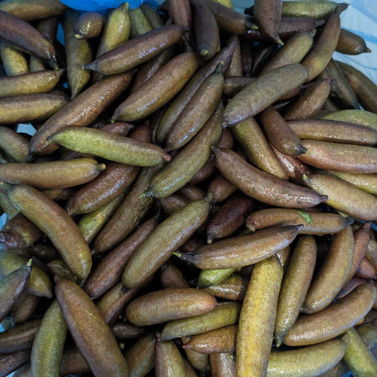 Fresh Finger Limes – Native Australian Bush Food – Naturally Native