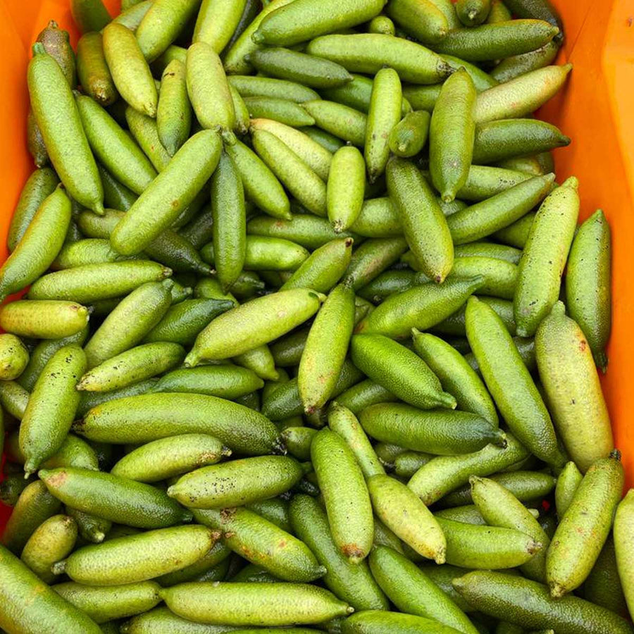Fresh Finger Limes – Native Australian Bush Food – Naturally Native