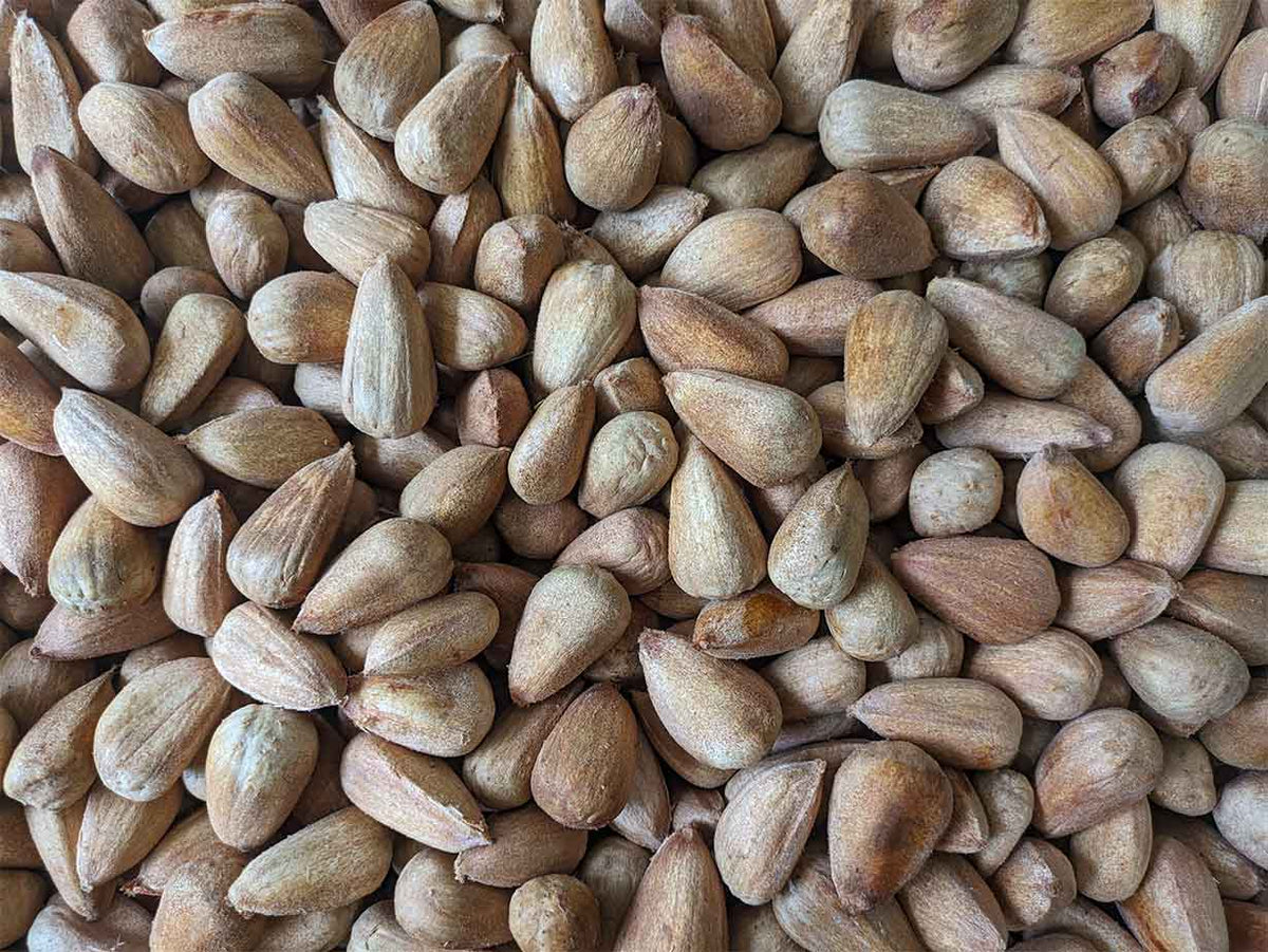 Naturally Native | Freeze-Dried Australian Native Fruits and Powders