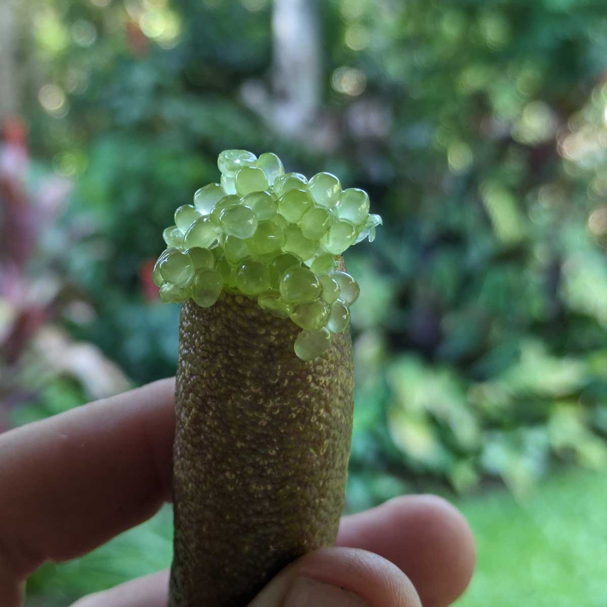 Frozen Finger Lime Fruit - Naturally Native