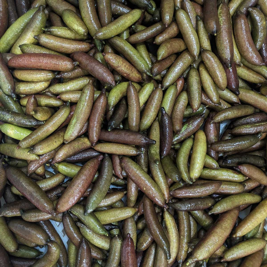 Finger Lime – Naturally Native