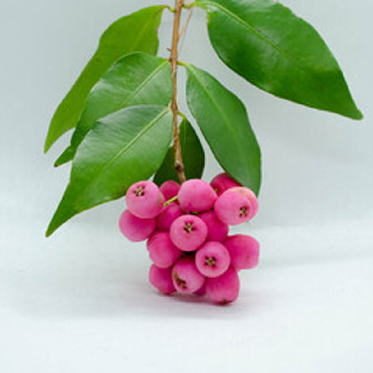 What is Riberry? – Naturally Native