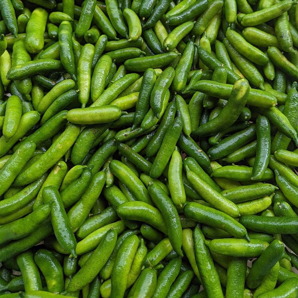 Fresh Finger Limes – Native Australian Bush Food – Naturally Native